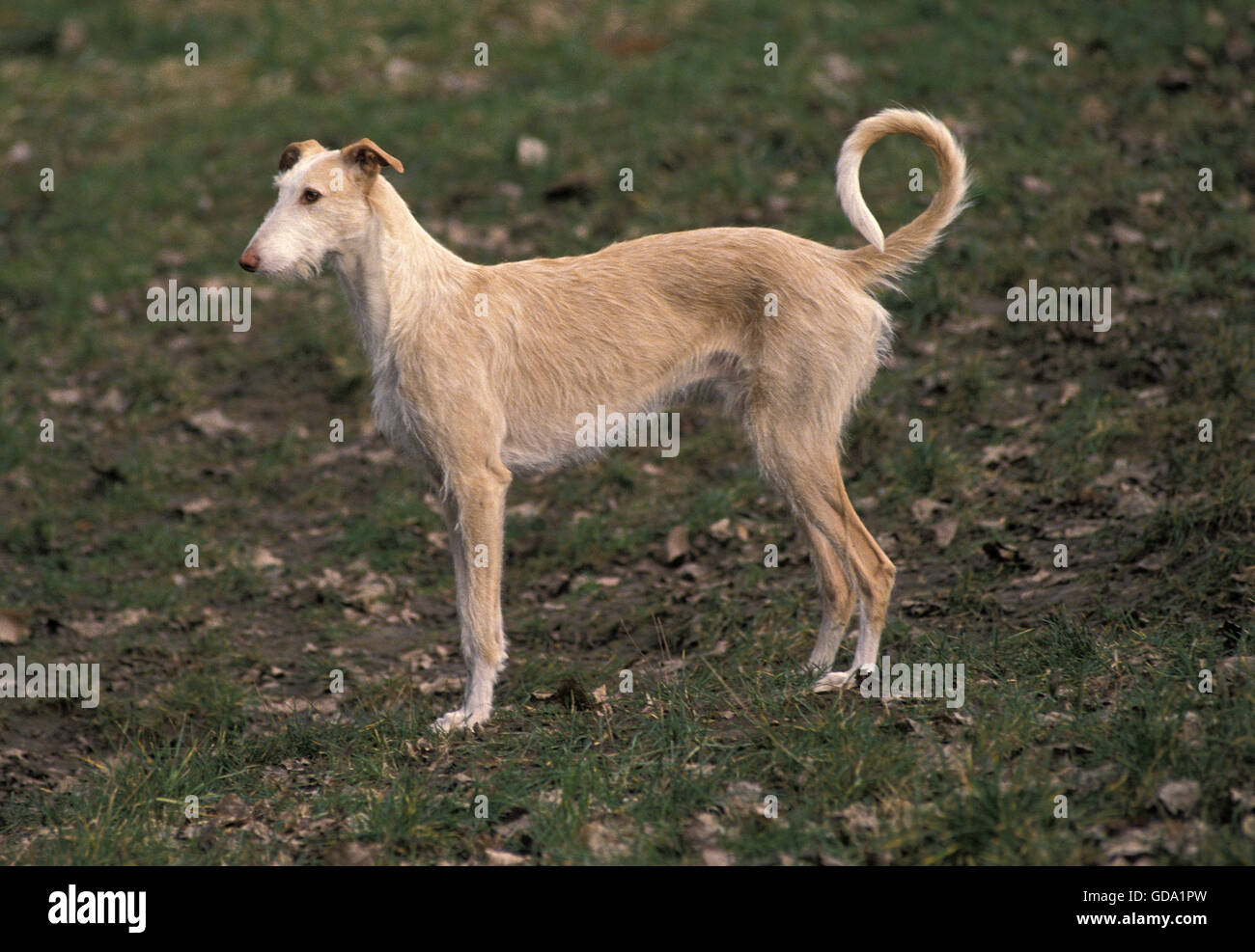 Spanisch rauhaar Galgo oder Spanischer Windhund Stockfotografie - Alamy