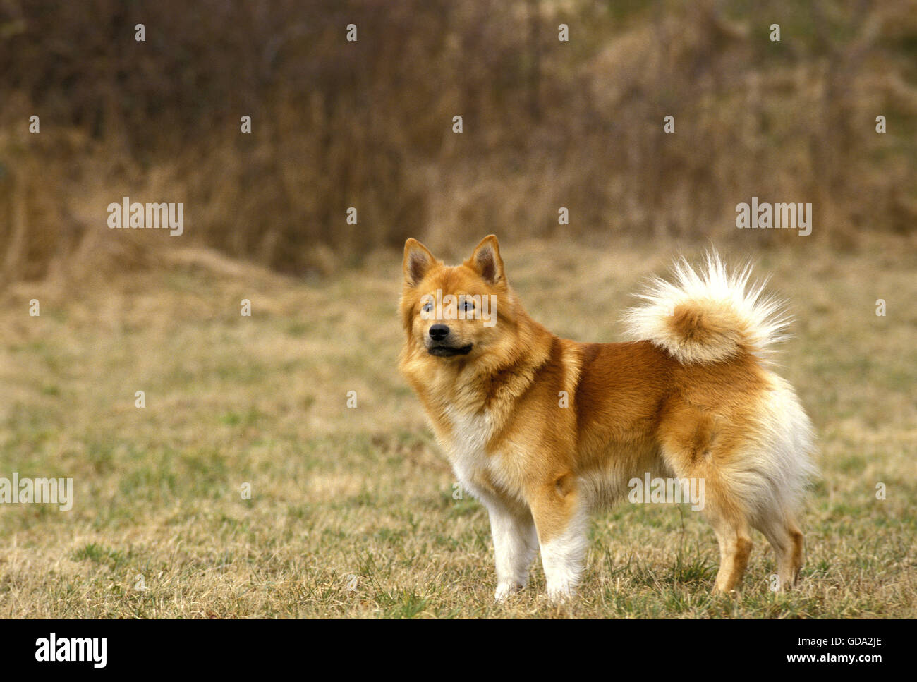 Isländische Schäferhunde Stockfotos & Isländische Schäferhunde Bilder ...