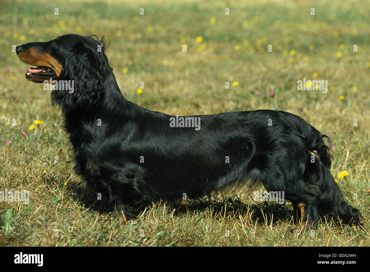 Langhaar dackel -Fotos und -Bildmaterial in hoher Auflösung – Alamy
