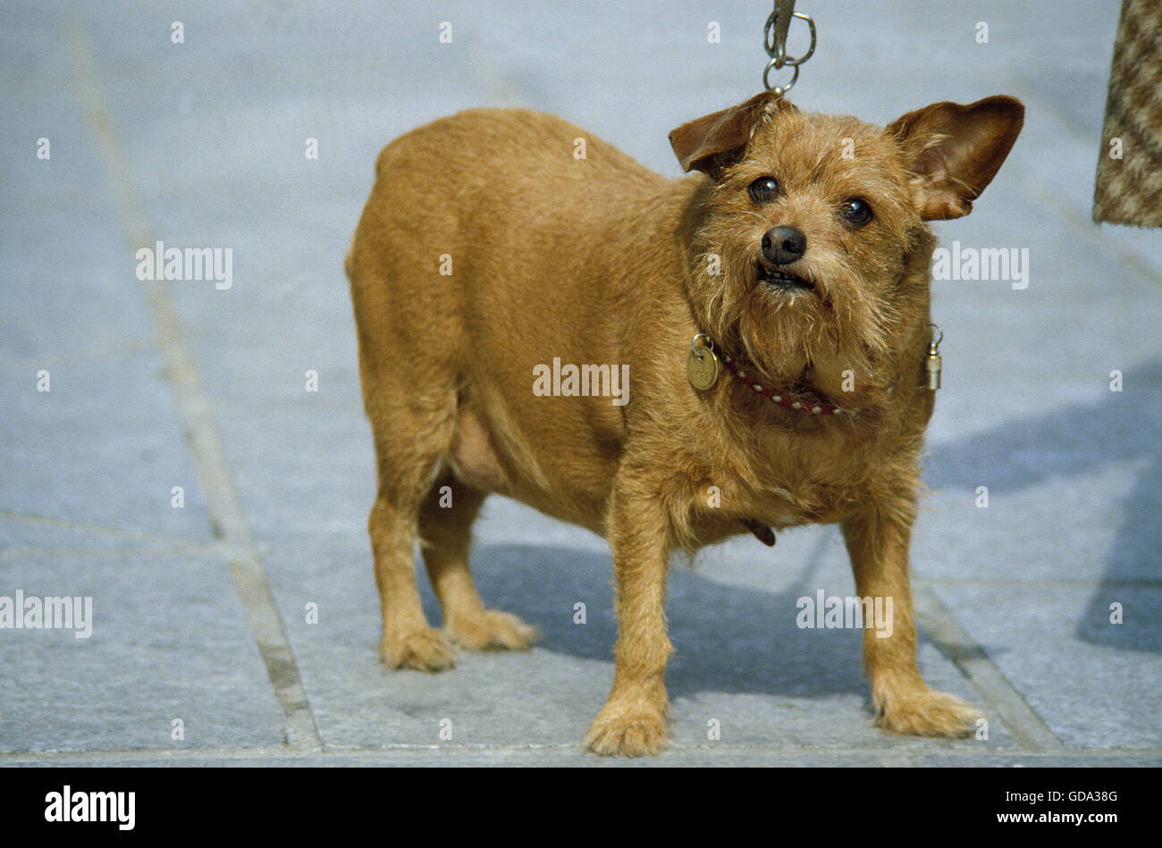 Fettleibiger hund -Fotos und -Bildmaterial in hoher Auflösung – Alamy