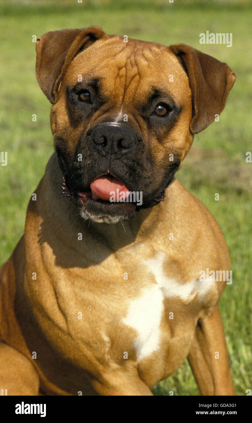 German Boxer Deutscher Boxer Stockfotos und -bilder Kaufen - Seite 2 ...