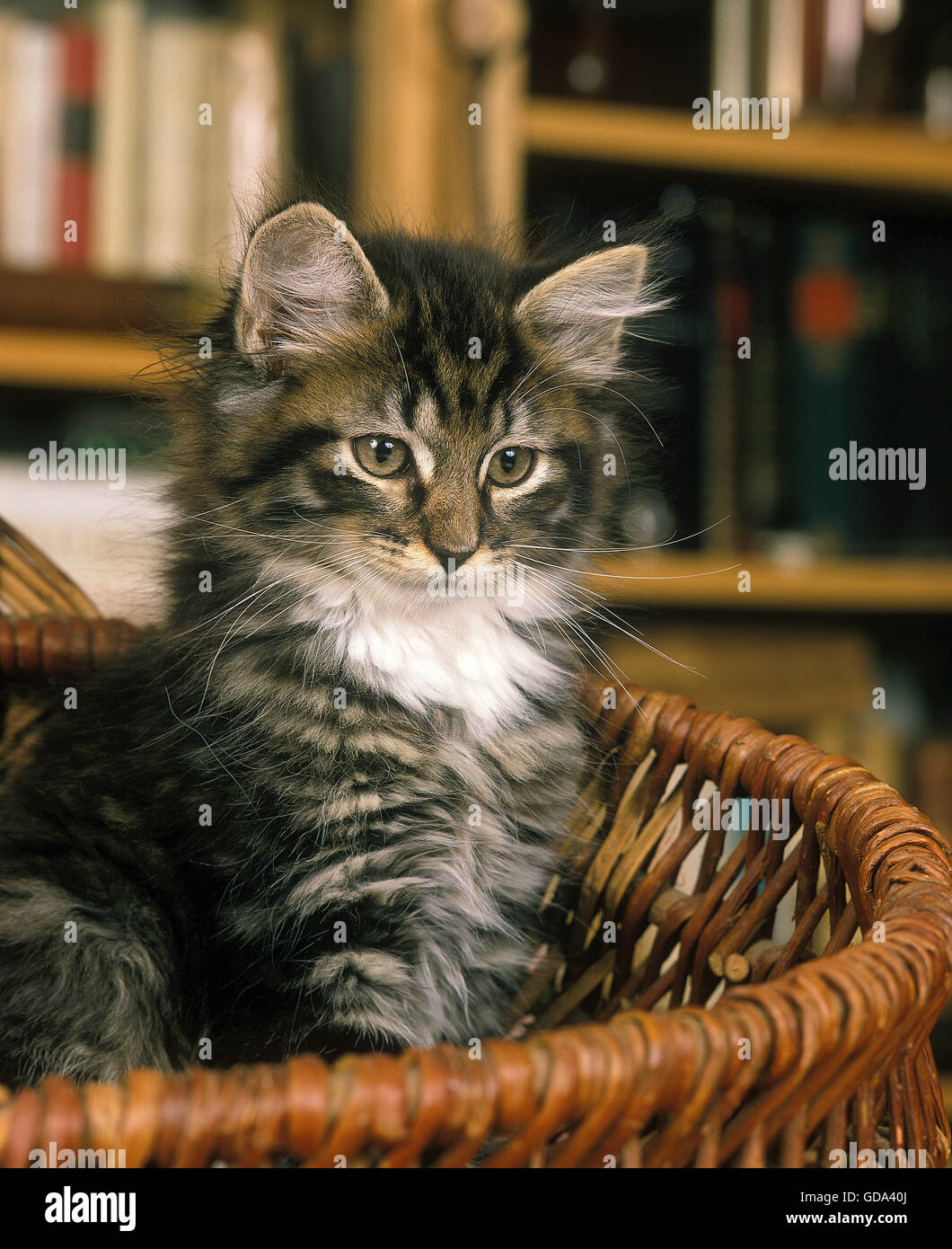 Norsk skogkatt norwegian forest cat -Fotos und -Bildmaterial in hoher ...