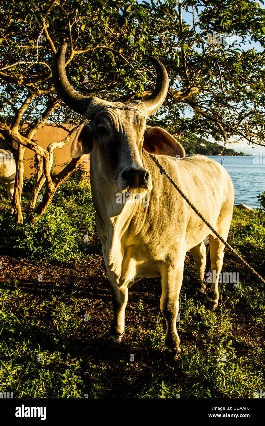 Zebu rinder -Fotos und -Bildmaterial in hoher Auflösung – Alamy