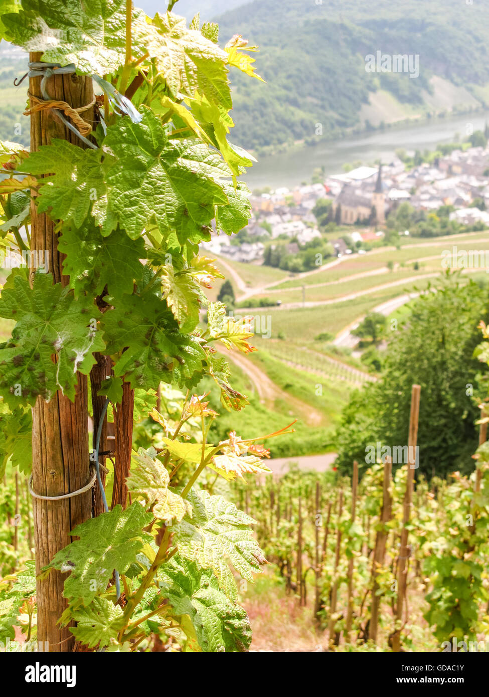 Mosel riser -Fotos und -Bildmaterial in hoher Auflösung – Alamy