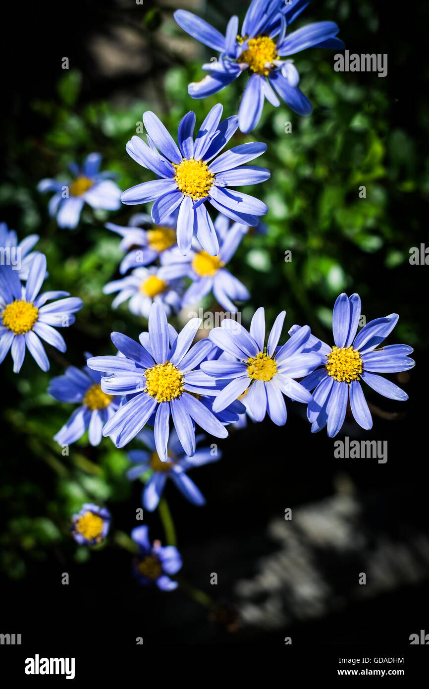 Blaue felicia -Fotos und -Bildmaterial in hoher Auflösung – Alamy