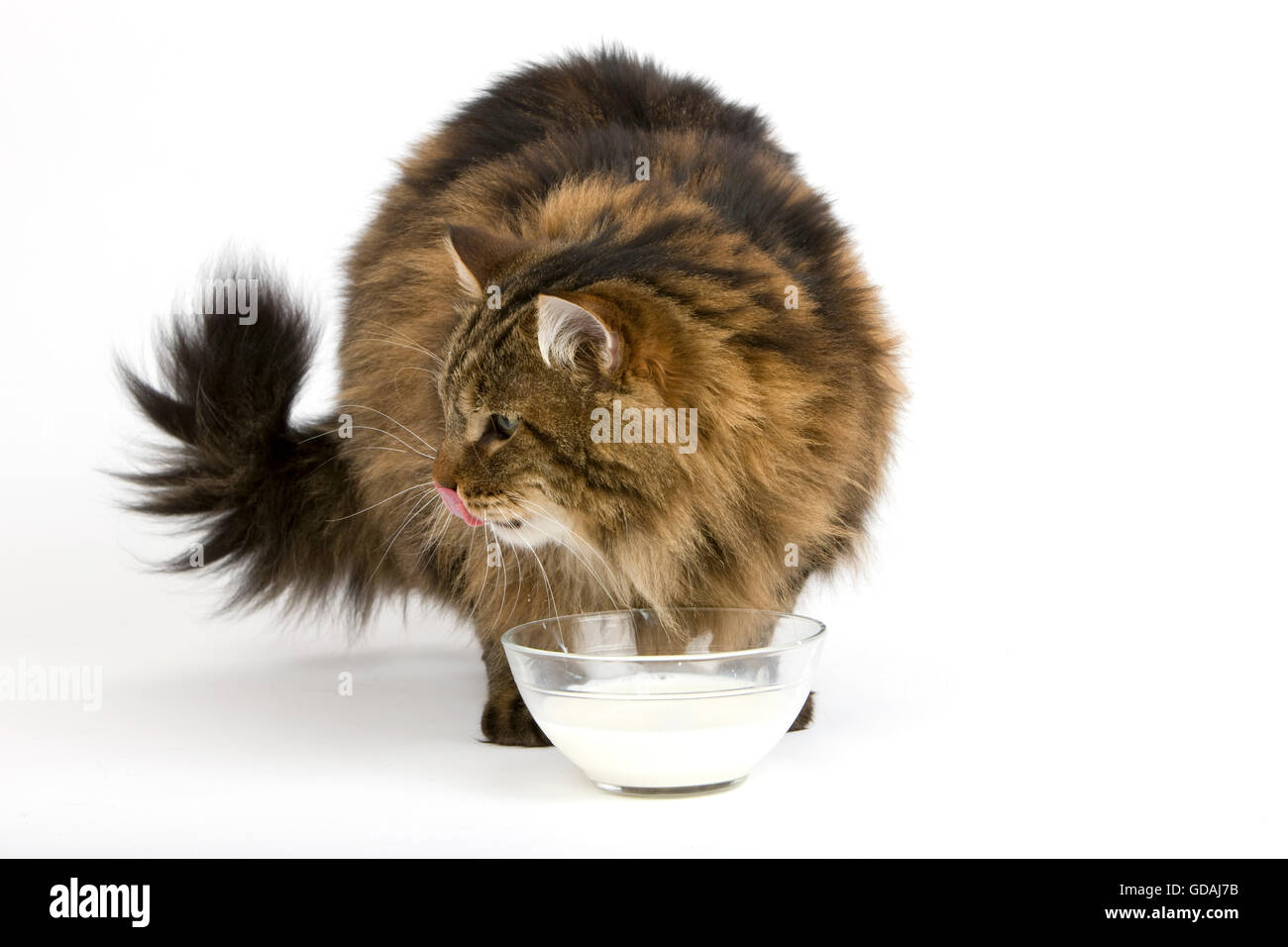 Weiße türkische angorakatze Ausgeschnittene Stockfotos und -bilder - Alamy