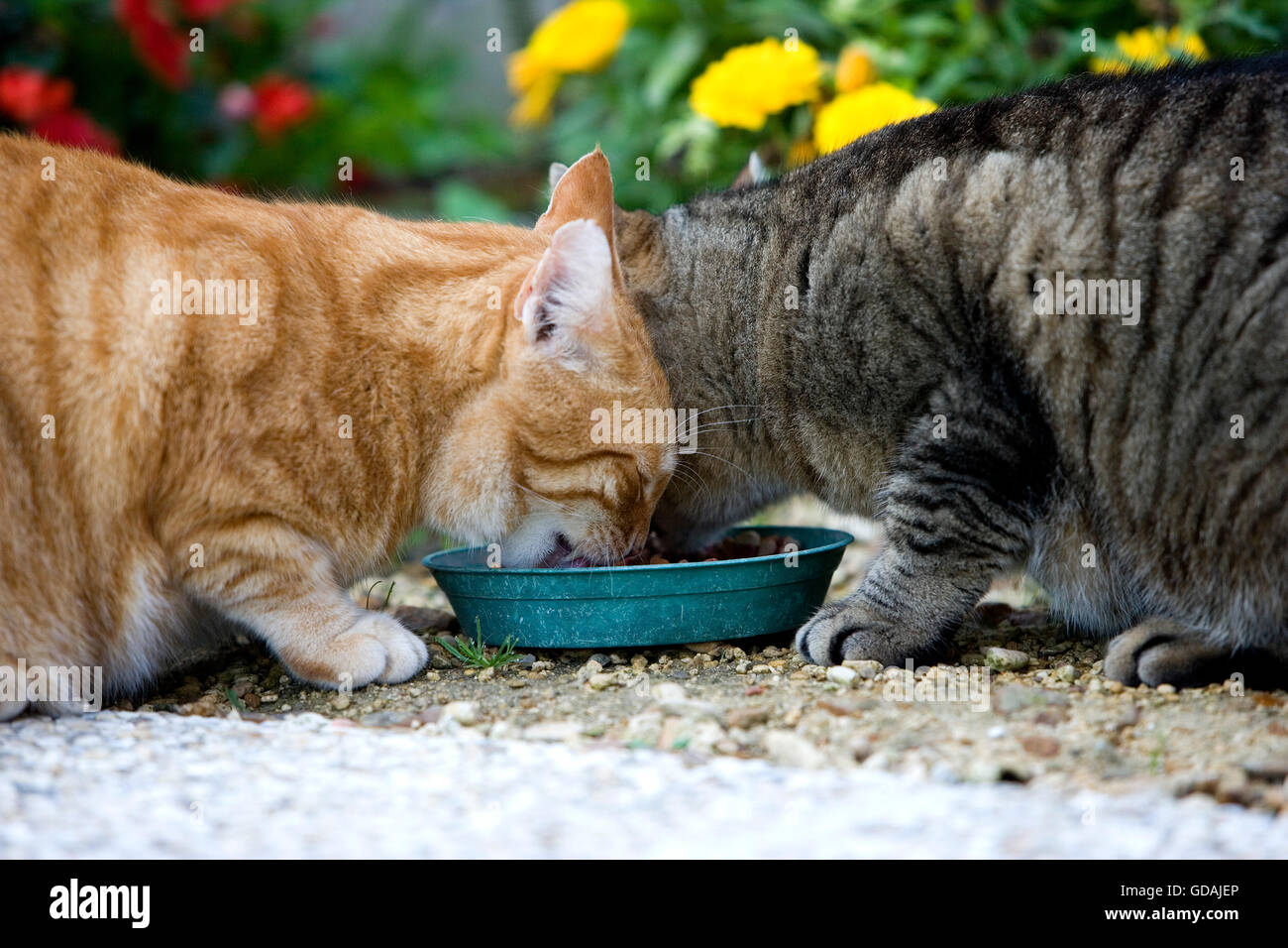 Katzen fressen -Fotos und -Bildmaterial in hoher Auflösung – Alamy