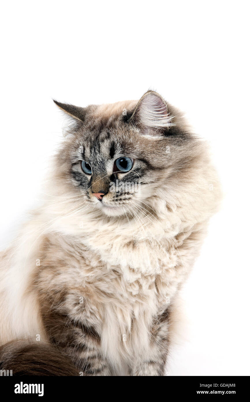 Seal tabby point neva masquerade sibirischen hauskatze Stockfotos und ...