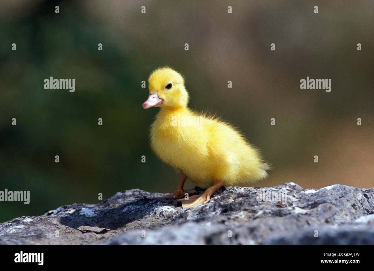 Junge cairina moschata -Fotos und -Bildmaterial in hoher Auflösung – Alamy