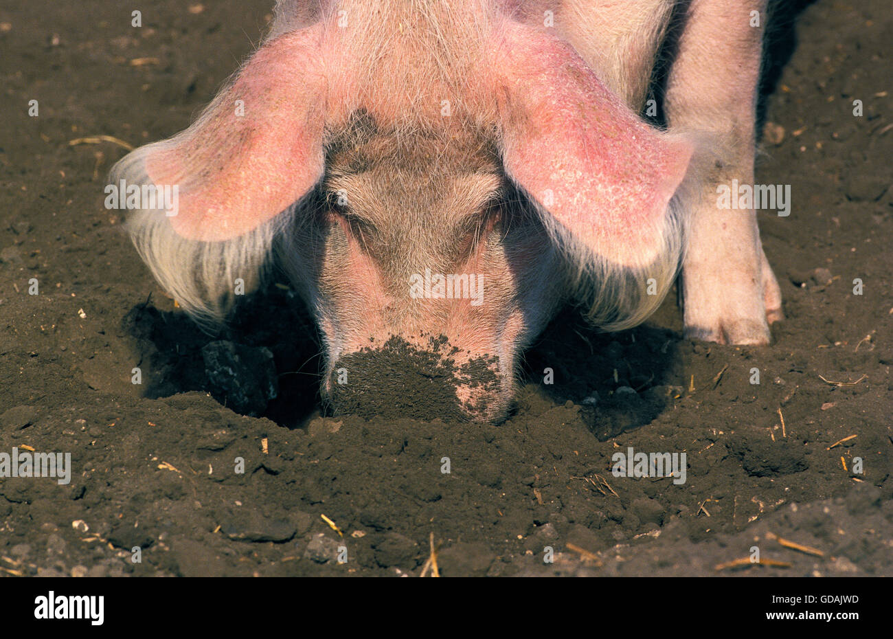 Weißes schwein -Fotos und -Bildmaterial in hoher Auflösung – Alamy