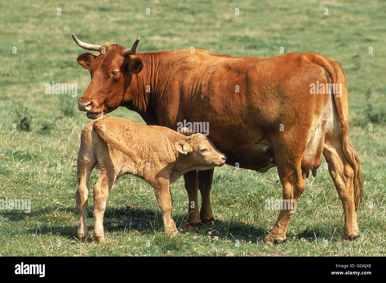 Limousin Rinder Fotos : Limousin Rind Stock-Fotos und Bilder – YLEAV