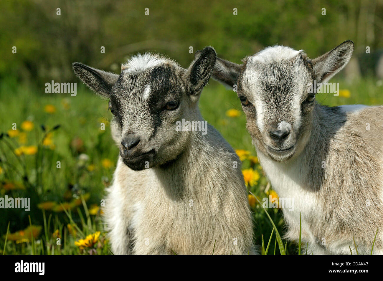 3 monate alte babyziege -Fotos und -Bildmaterial in hoher Auflösung – Alamy