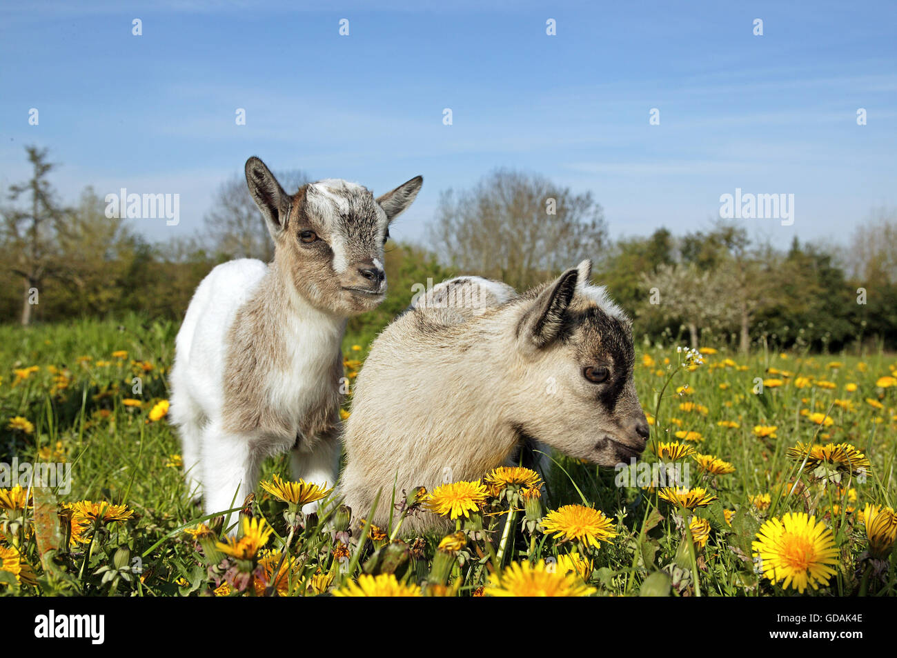 3 monate alte babyziege -Fotos und -Bildmaterial in hoher Auflösung – Alamy