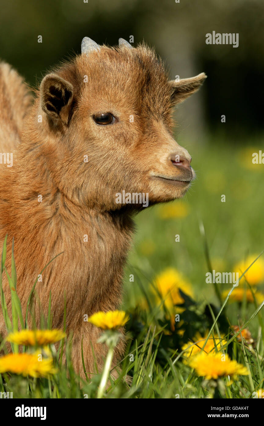 Pygmy Ziegen- oder Zwerg Ziege, Capra Hircus, 3 Monate alten Baby Ziege ...