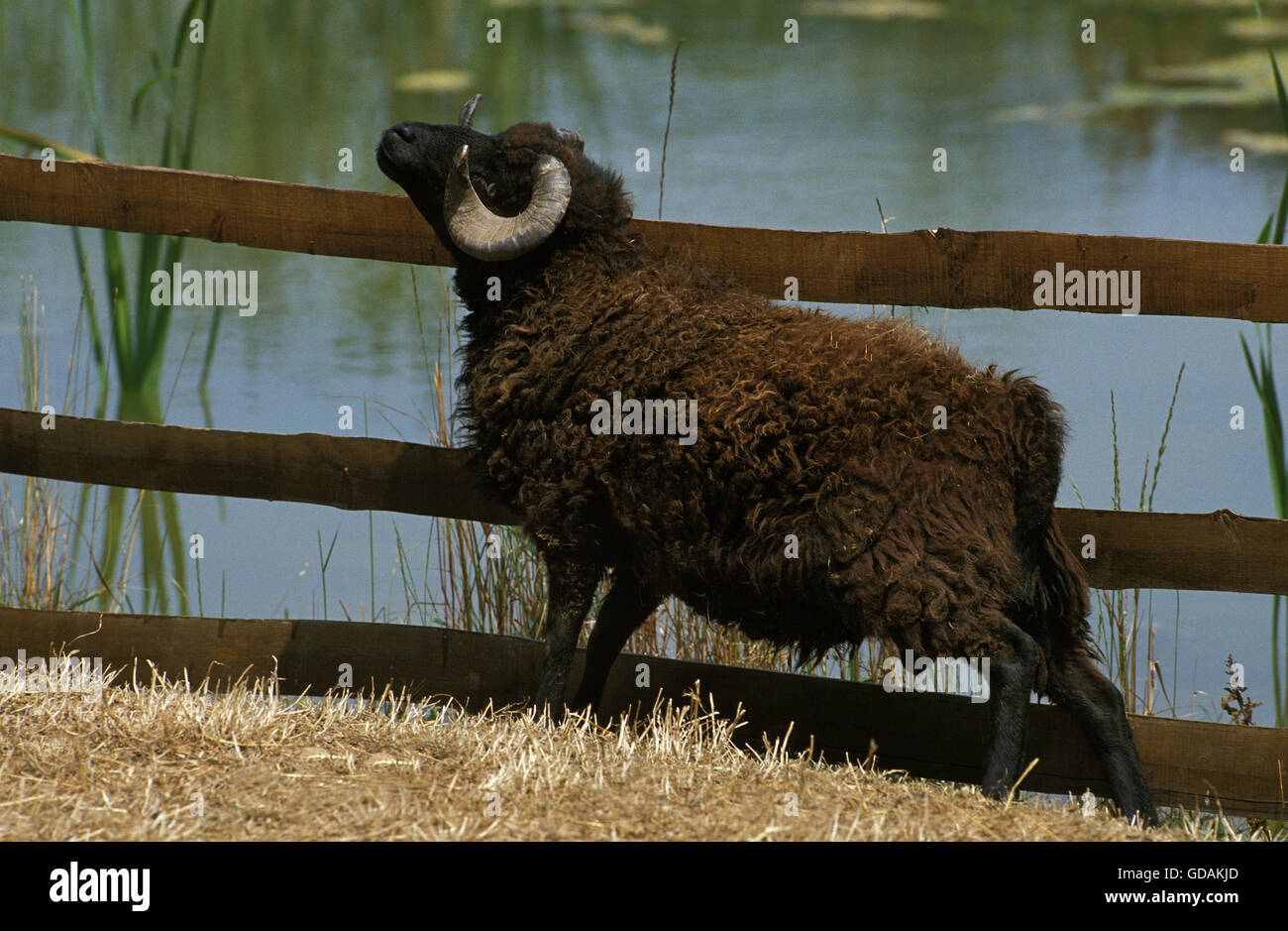Ouessant schaf -Fotos und -Bildmaterial in hoher Auflösung – Alamy