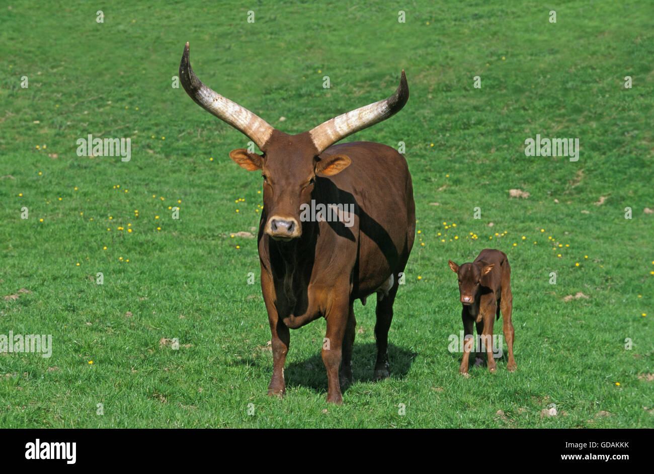 Gewachsenes kalb -Fotos und -Bildmaterial in hoher Auflösung – Alamy
