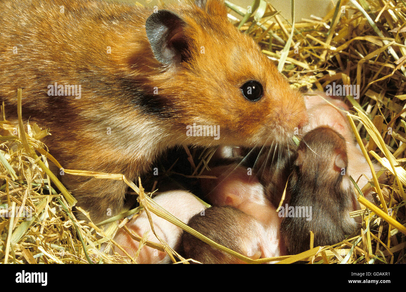 Goldhamster Mesocricetus Auratus, Weibchen mit jungen im Nest ...