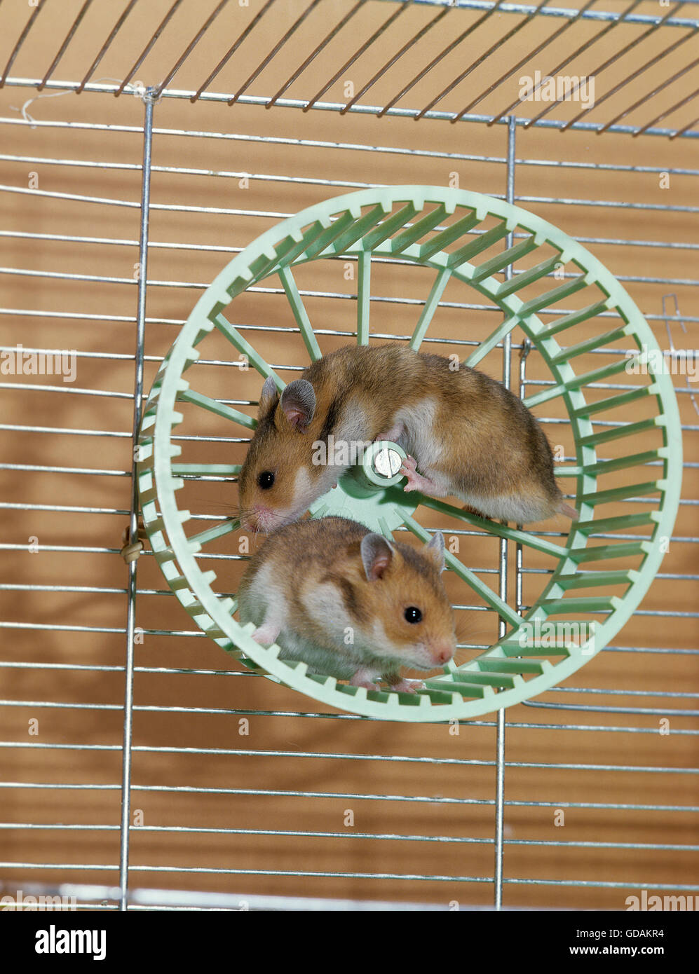 Goldhamster im rad -Fotos und -Bildmaterial in hoher Auflösung – Alamy