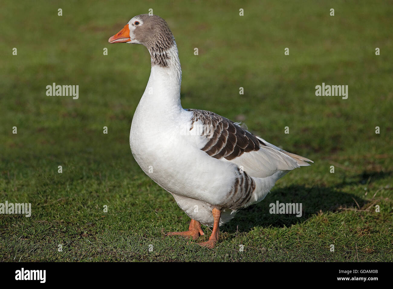 Norman Domestic Gans, eine französische Rasse aus der Normandie ...