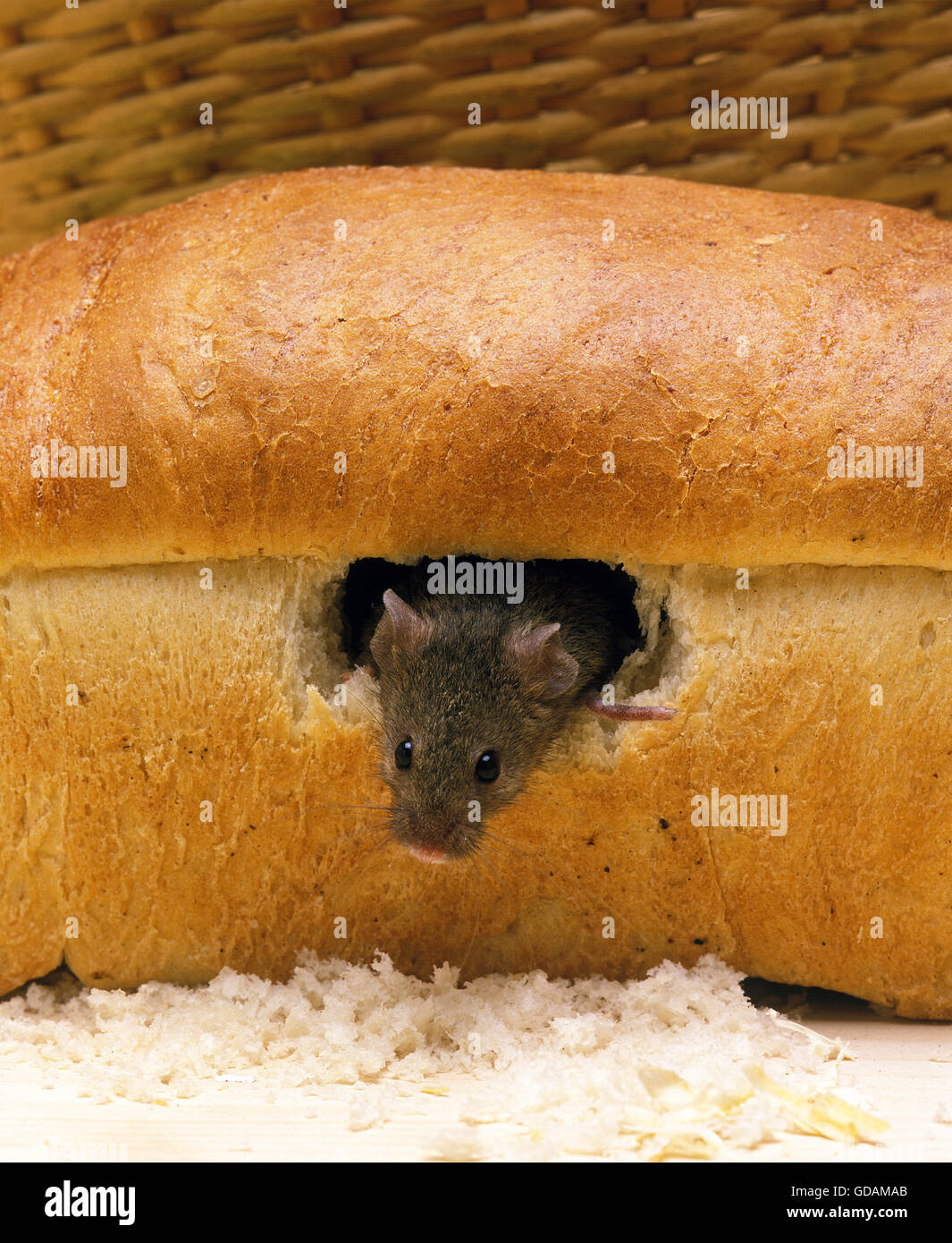 Hausmaus, Mus Musculus in Brot Stockfotografie - Alamy