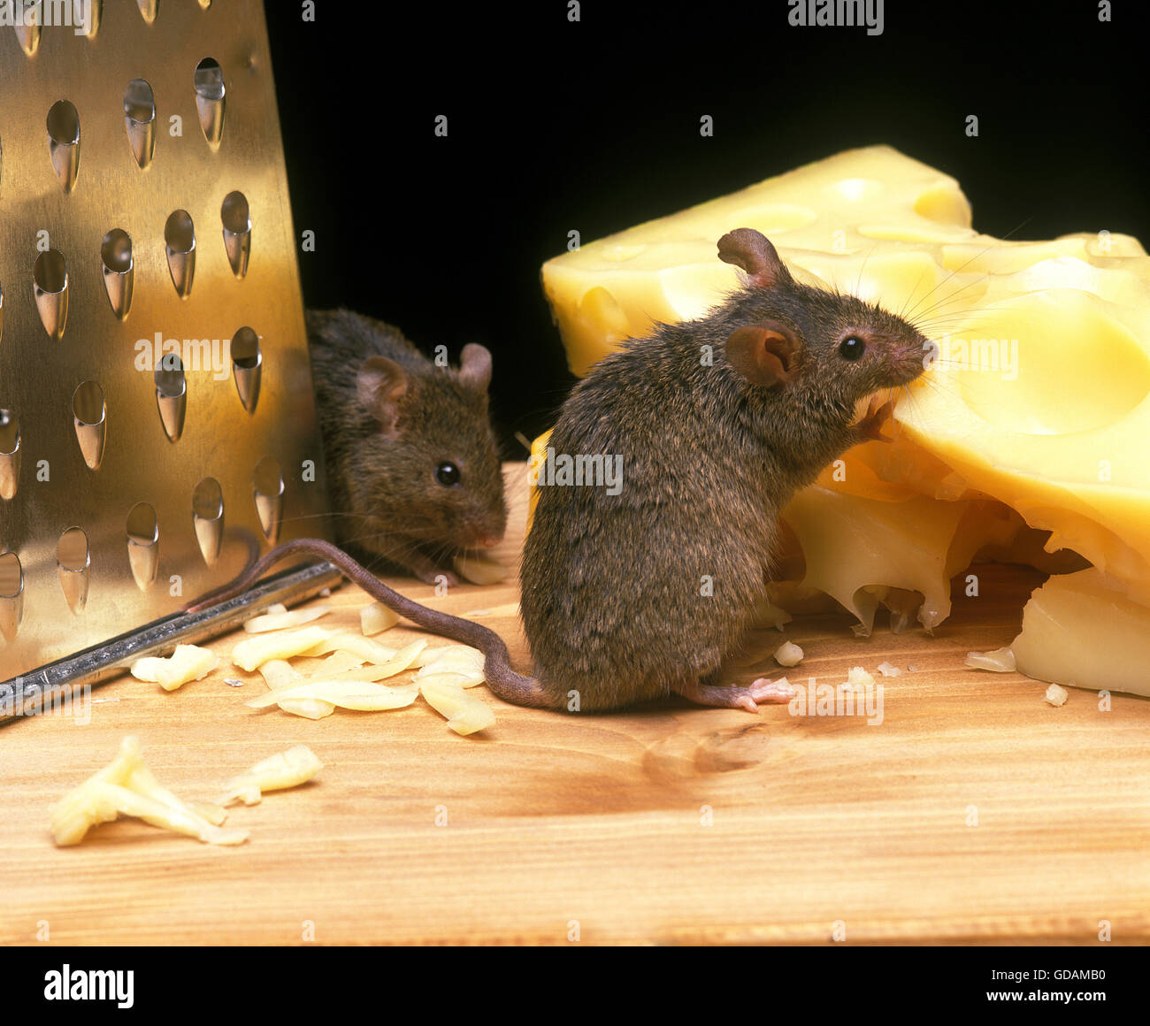 Hausmaus, Mus Musculus, Erwachsenen Essen Emmentaler Käse ...
