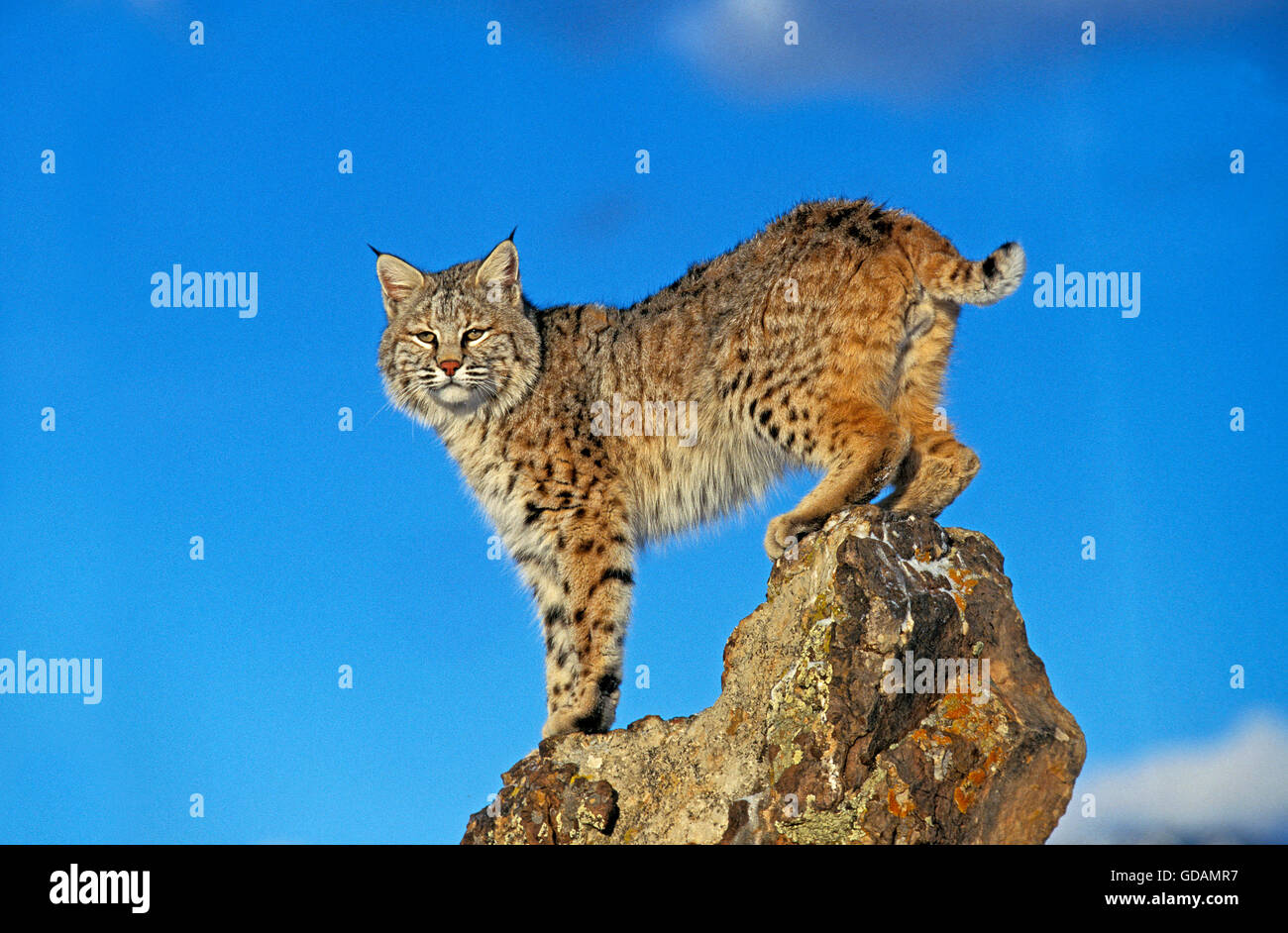 Rotluchs isoliert -Fotos und -Bildmaterial in hoher Auflösung – Alamy