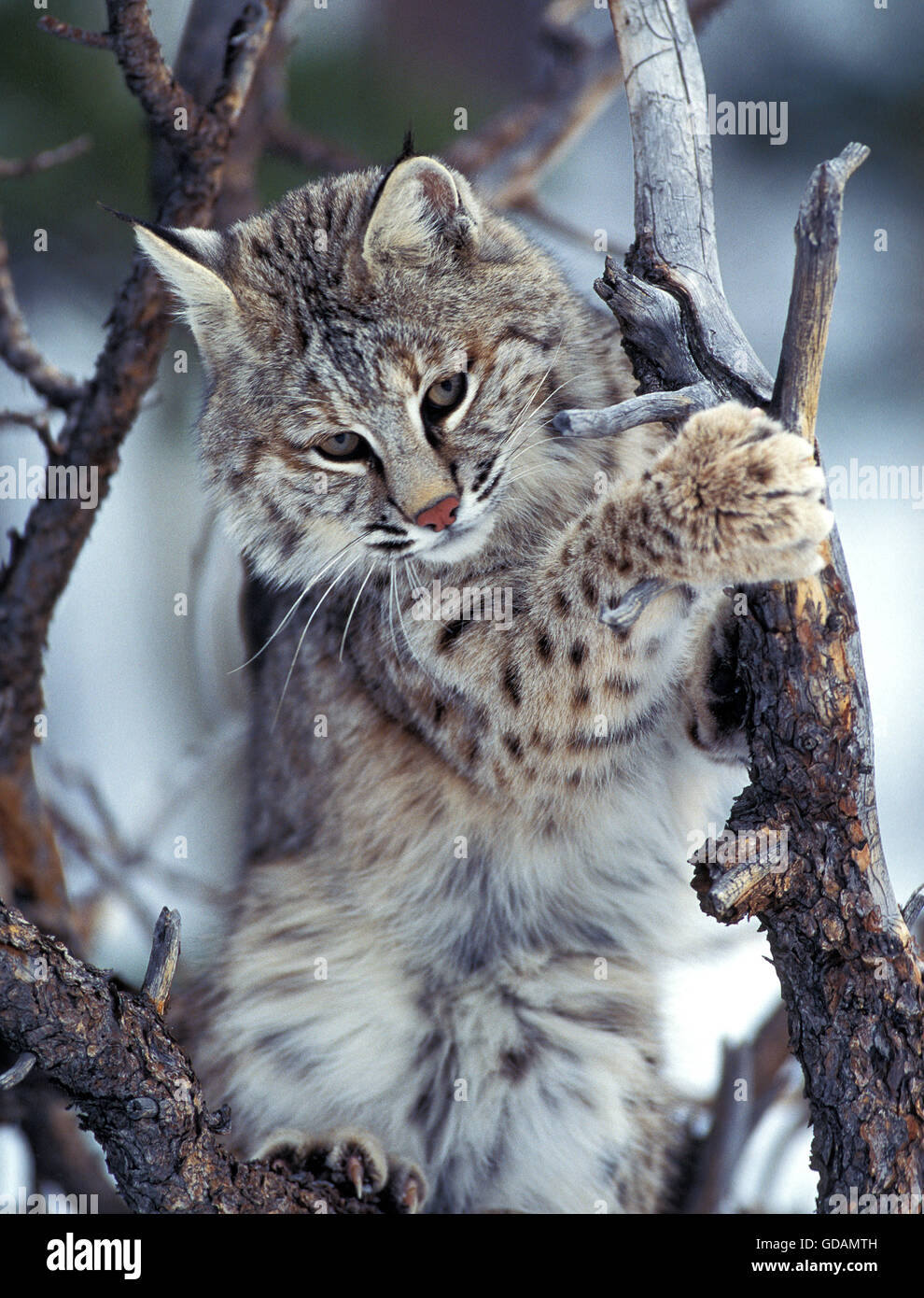 Dead lynx is -Fotos und -Bildmaterial in hoher Auflösung – Alamy