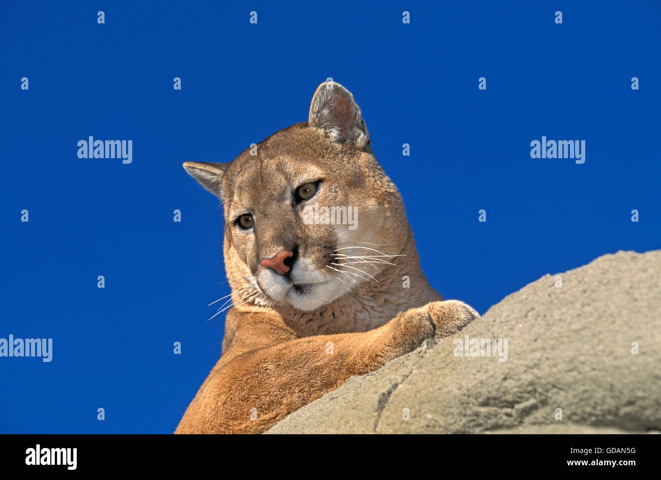 Rock des pumas -Fotos und -Bildmaterial in hoher Auflösung – Alamy