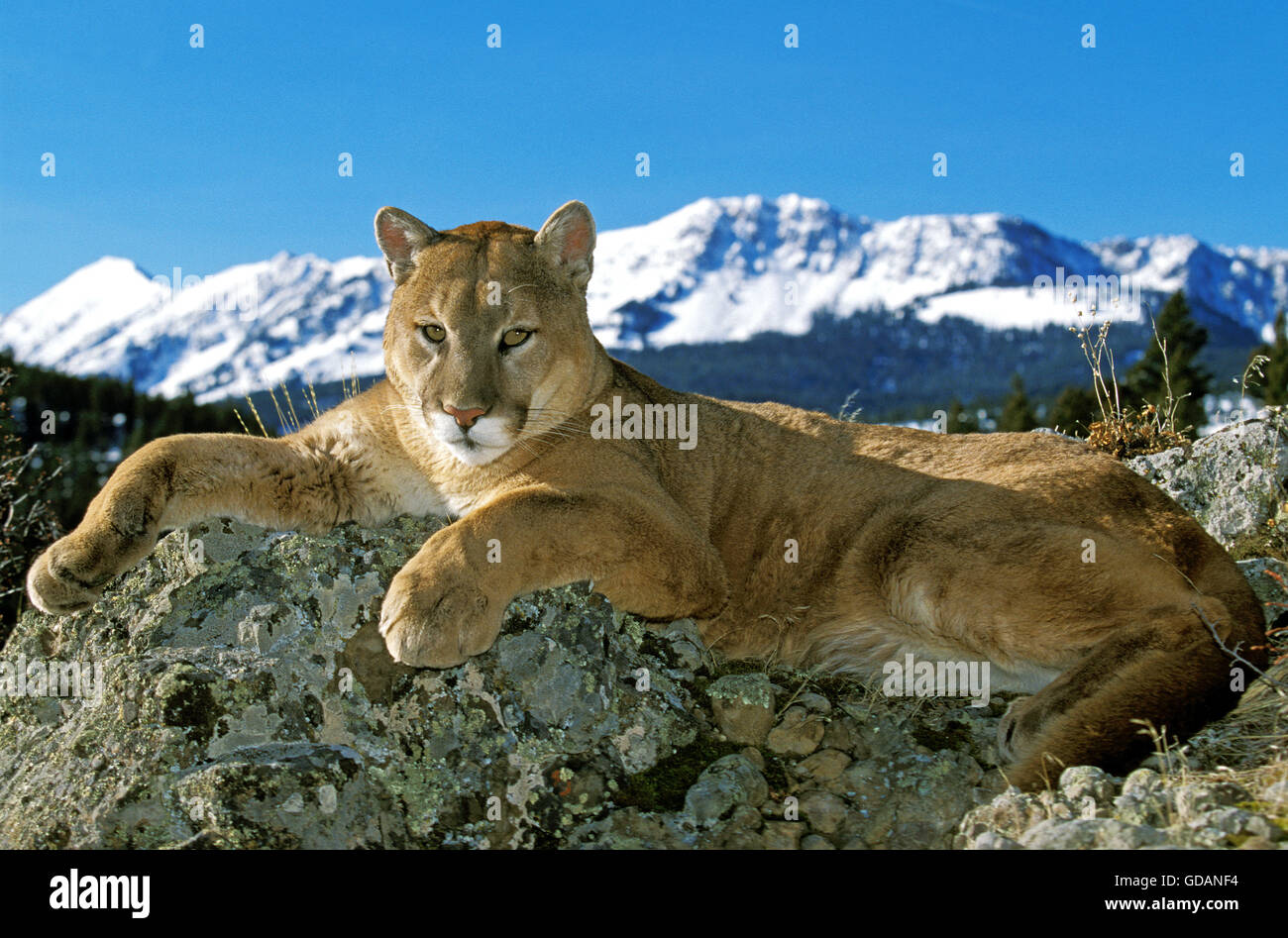 Rock des pumas -Fotos und -Bildmaterial in hoher Auflösung – Alamy