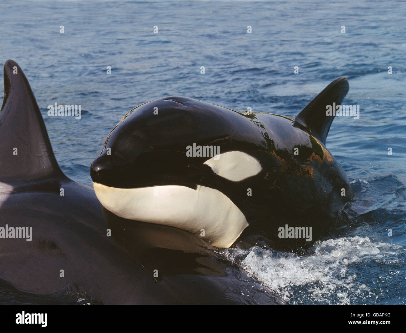 Schwertwal Orcinus Orca, Erwachsener an Oberfläche, Kanal in der Nähe ...