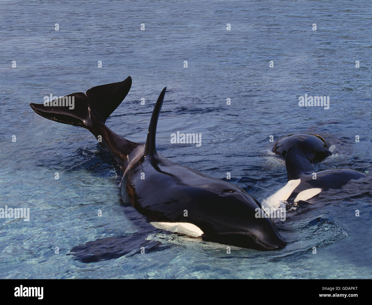 Kanada orcinus orca -Fotos und -Bildmaterial in hoher Auflösung – Alamy