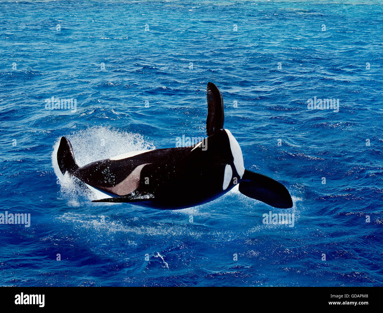 Schwertwal Orcinus Orca, Erwachsene Breatching Stockfotografie - Alamy