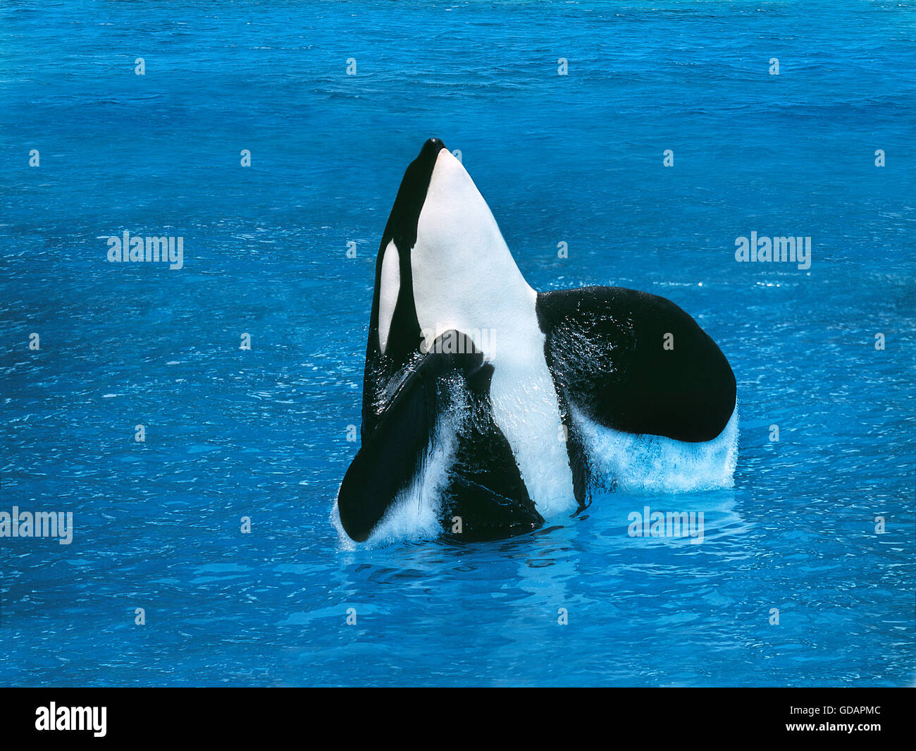 Springende Killerwale Stockfotos und -bilder Kaufen - Alamy