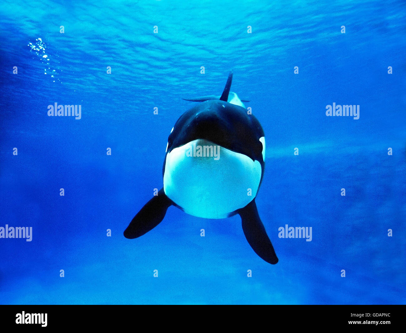 Adult orca -Fotos und -Bildmaterial in hoher Auflösung – Alamy