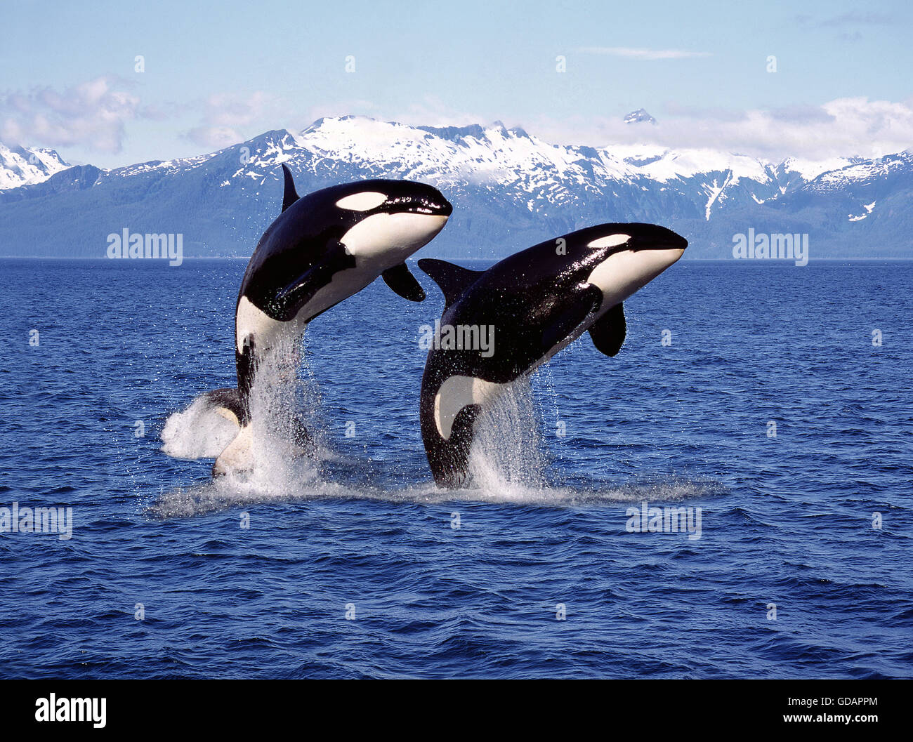 Schwertwale springen -Fotos und -Bildmaterial in hoher Auflösung – Alamy