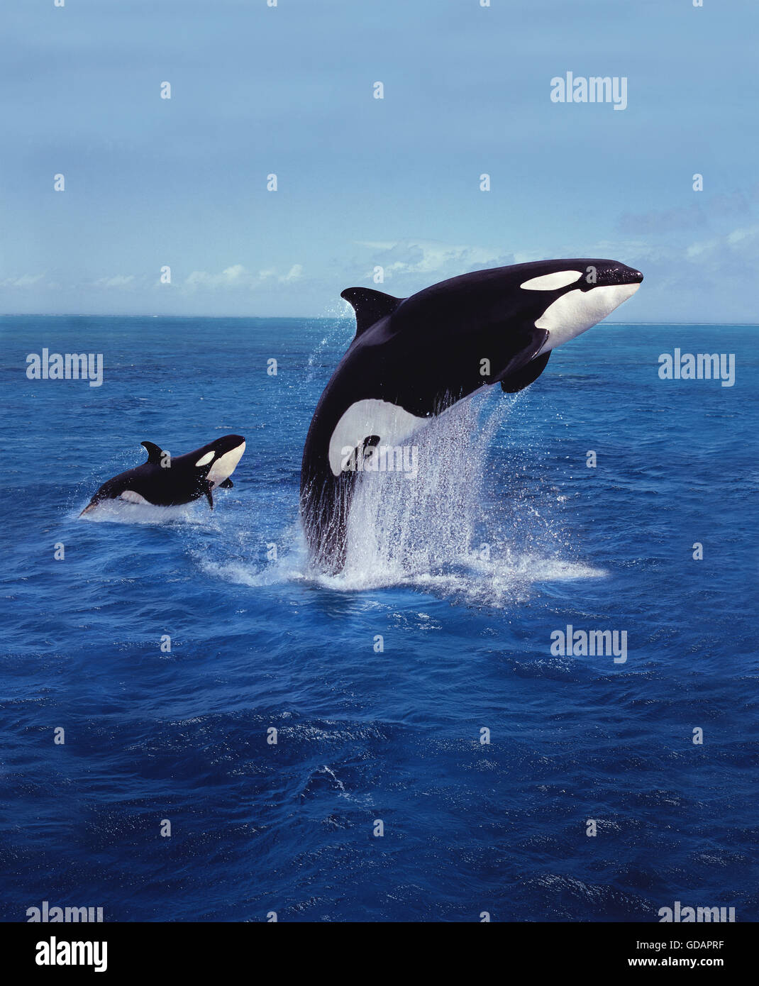 GROßER SCHWERTWAL Orcinus Orca, Mutter und Kalb springen ...