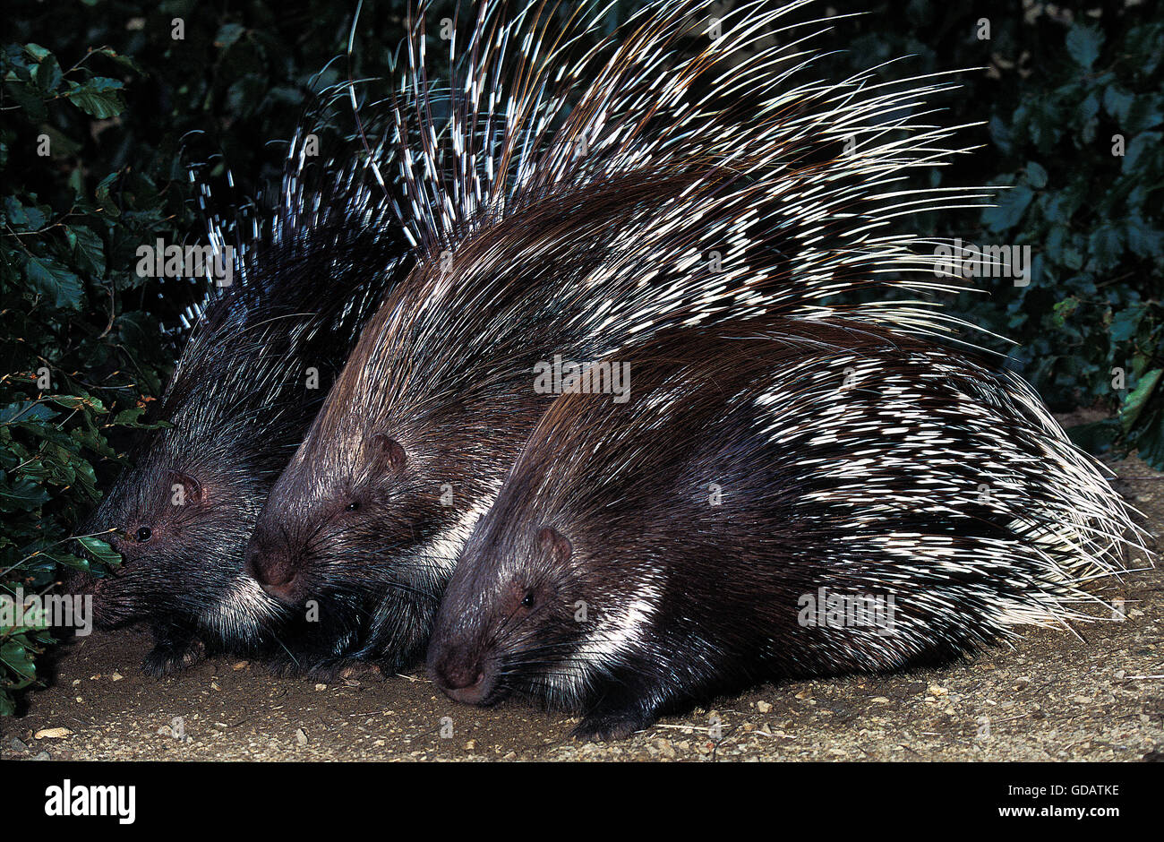 Crested Stachelschwein, Hystrix Cristata, Erwachsene Stockfotografie ...