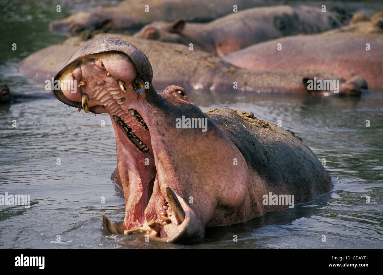 Nilpferd Aggression Stockfotos und -bilder Kaufen - Alamy
