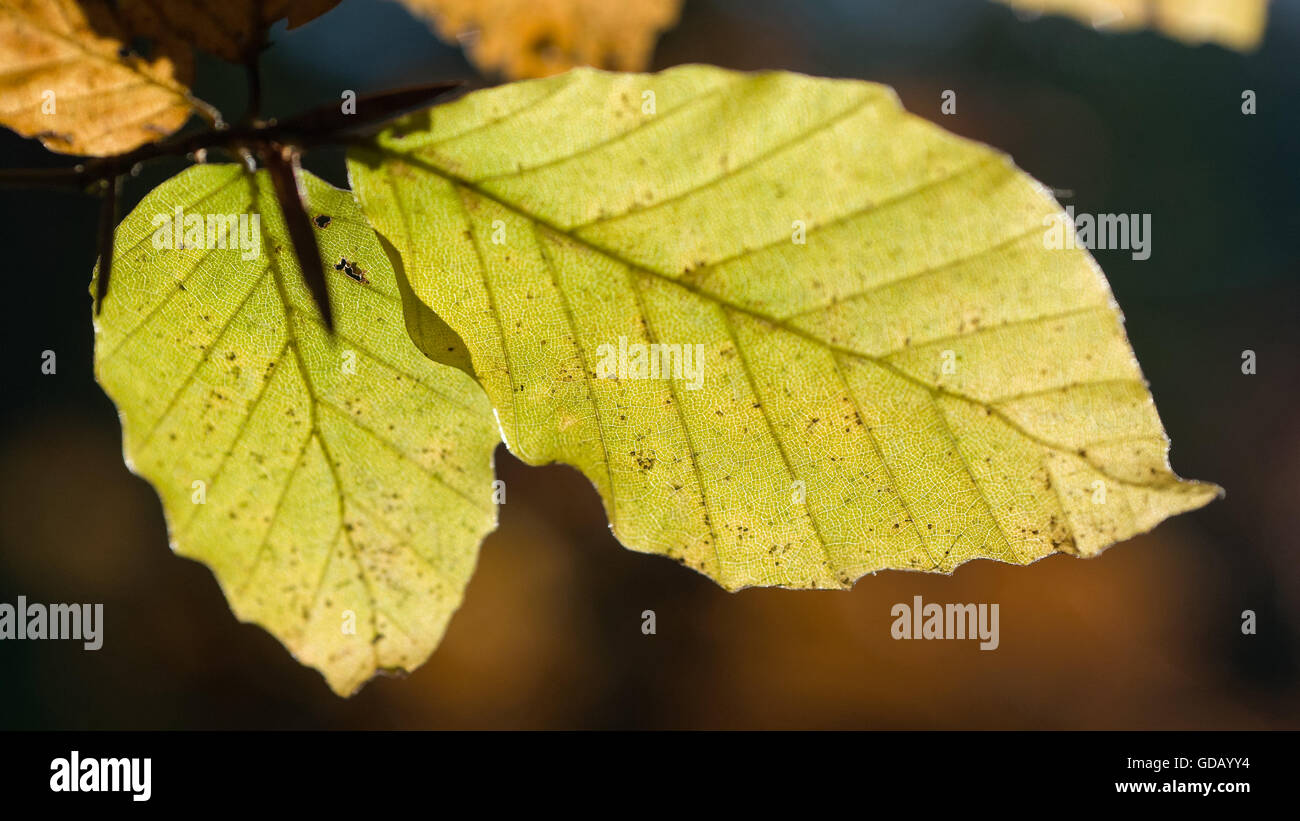 Baum blatt -Fotos und -Bildmaterial in hoher Auflösung – Alamy