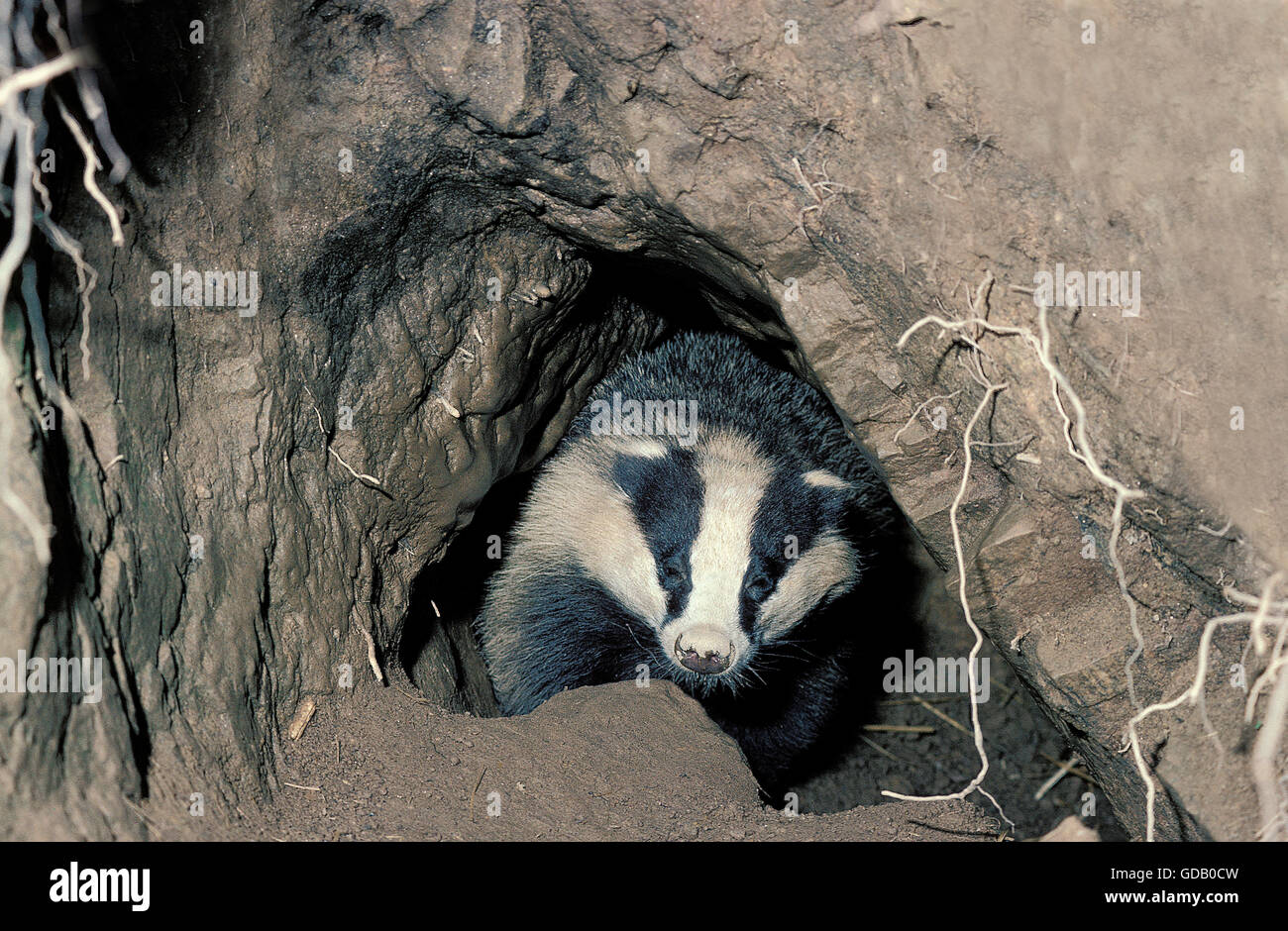 Dachs in den -Fotos und -Bildmaterial in hoher Auflösung – Alamy