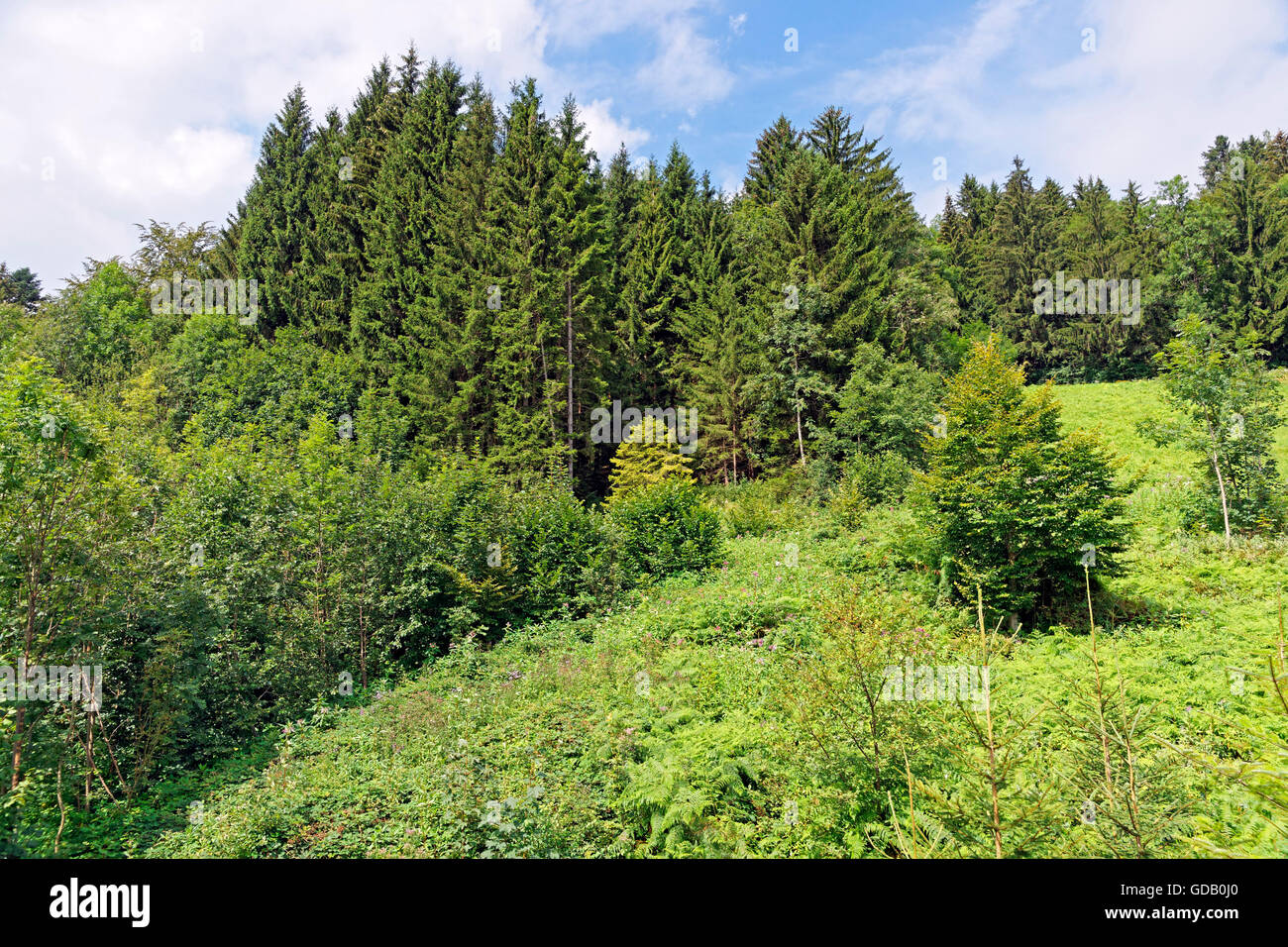Wald und wiese -Fotos und -Bildmaterial in hoher Auflösung – Alamy