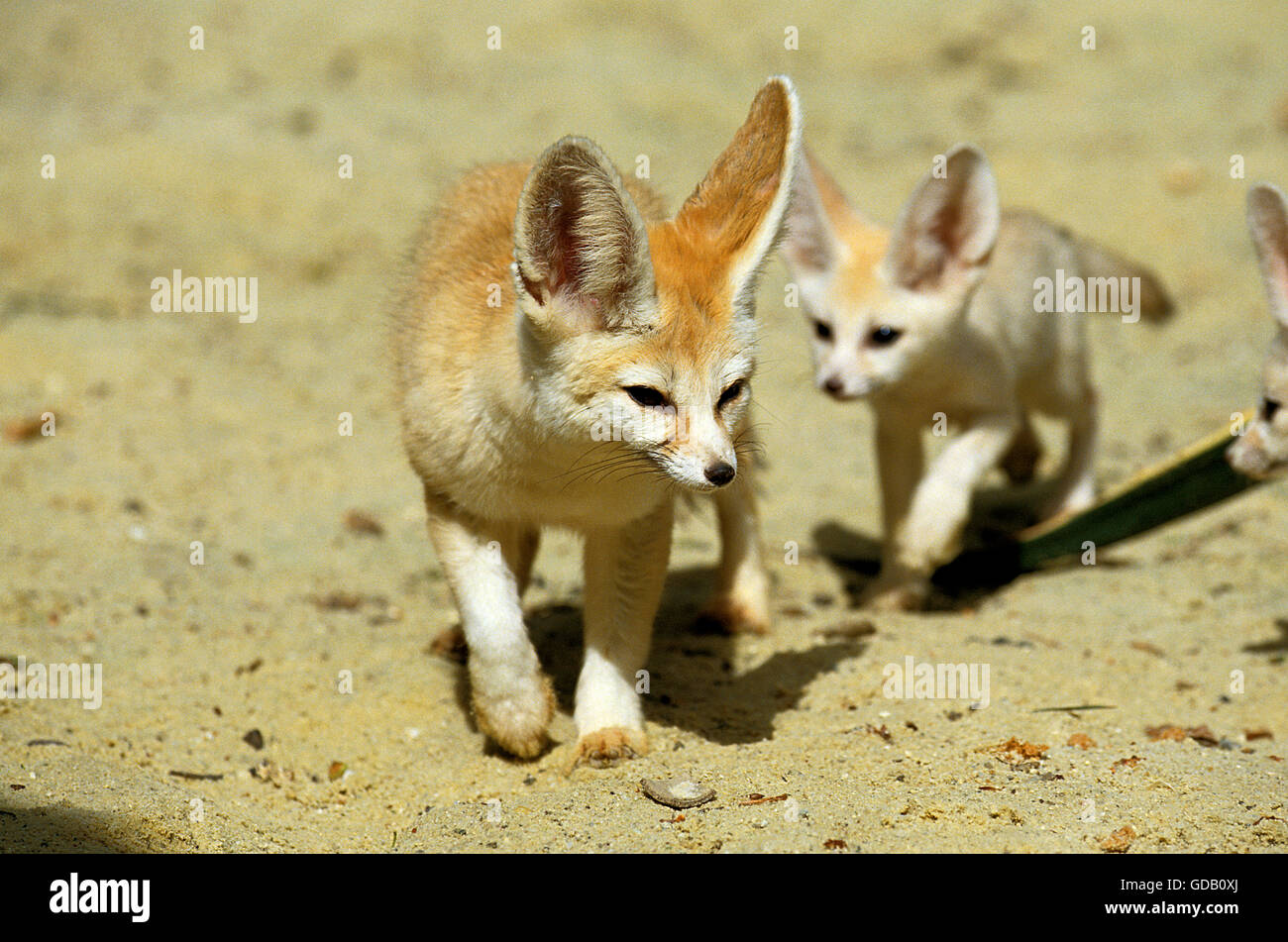 Fennec oder Wüstenfuchs, Fennecus Zerda, Mutter mit Jungtier ...