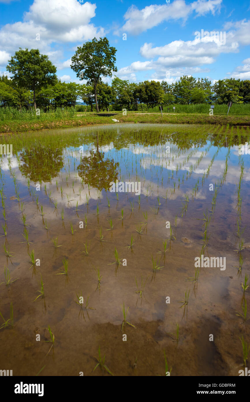 Rice field japan -Fotos und -Bildmaterial in hoher Auflösung – Alamy