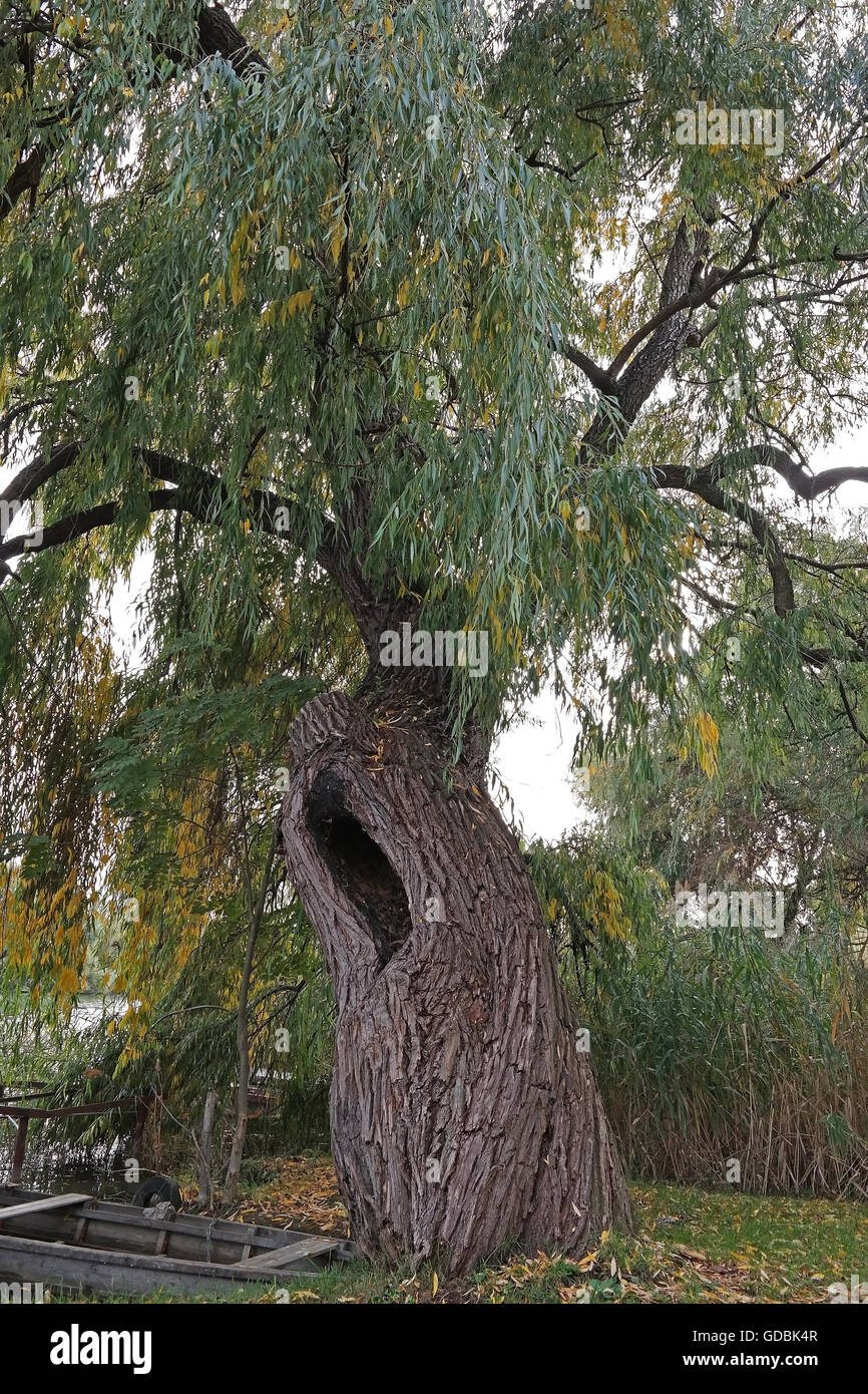 Einen alten Weidenbaum mit einer riesigen Höhle Stockfotografie - Alamy