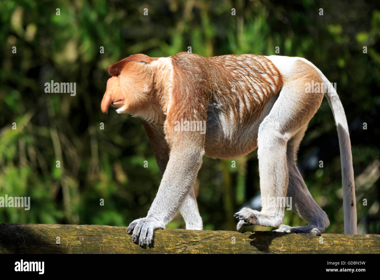 Langnasiger affe -Fotos und -Bildmaterial in hoher Auflösung – Alamy