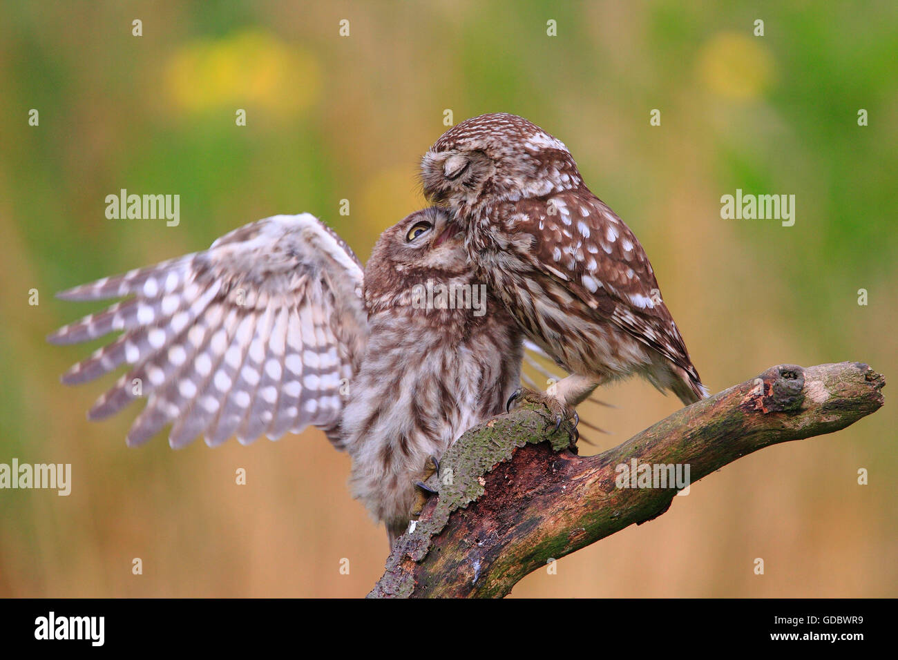 Kleine eule pflege -Fotos und -Bildmaterial in hoher Auflösung – Alamy