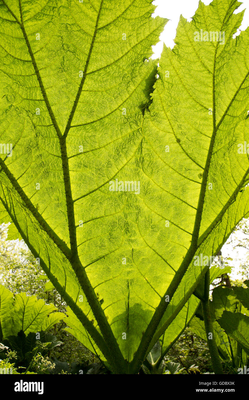Unter gunnera manicata blatt -Fotos und -Bildmaterial in hoher ...