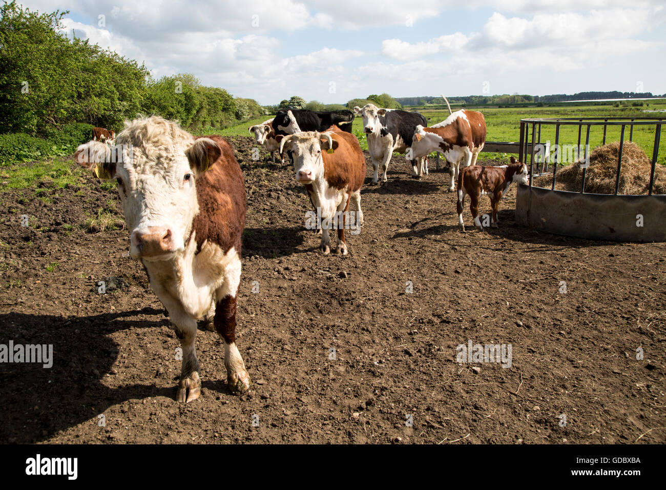 Kuh Kalb Baby Stockfotos und -bilder Kaufen - Alamy