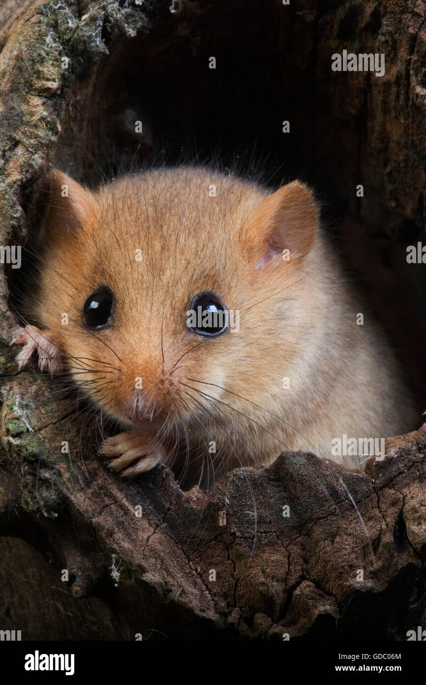 Haselmaus Muscardinus Avellanarius, im Nest, Normandie Stockfotografie ...