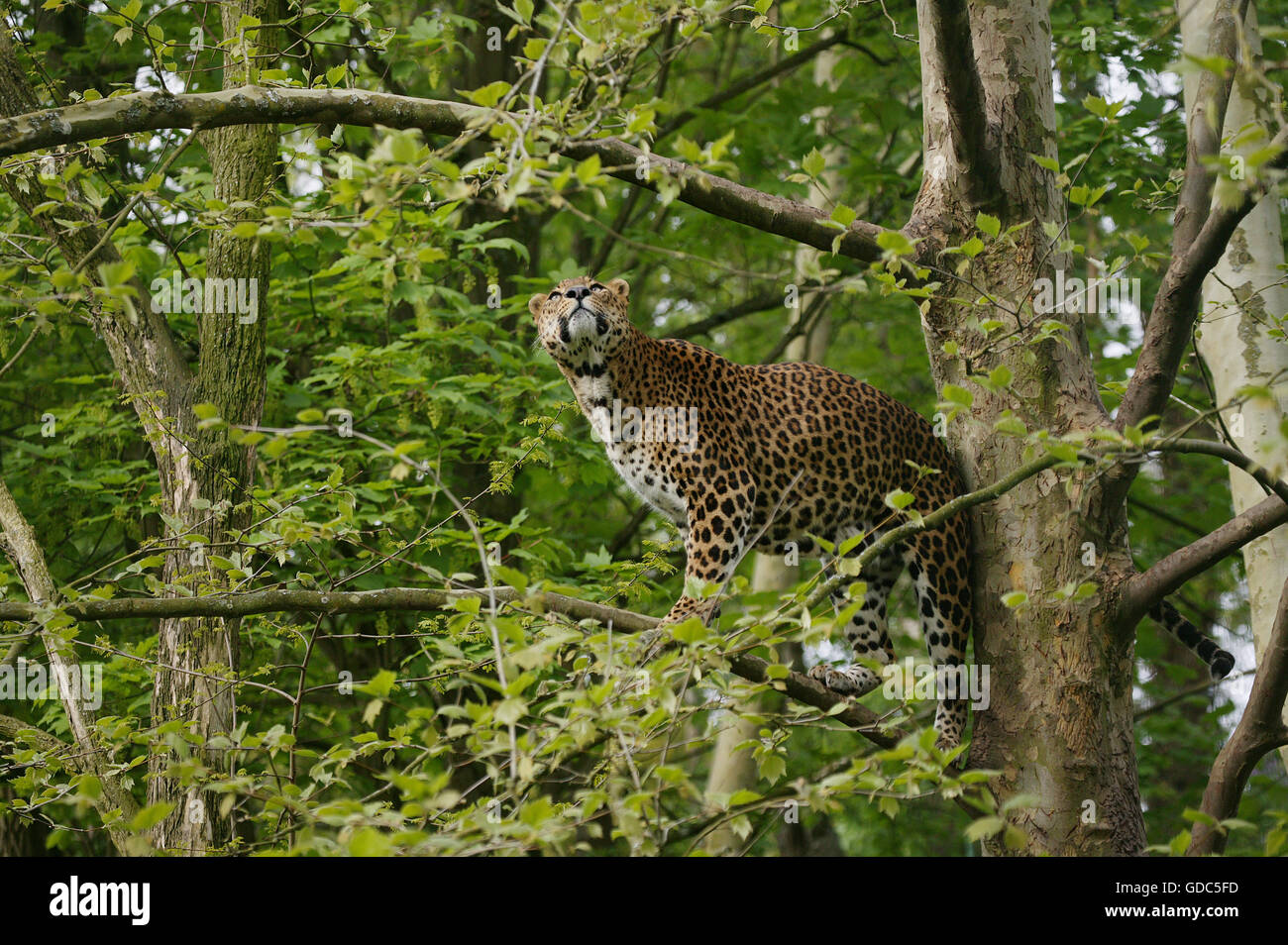Leopard im baum -Fotos und -Bildmaterial in hoher Auflösung – Alamy